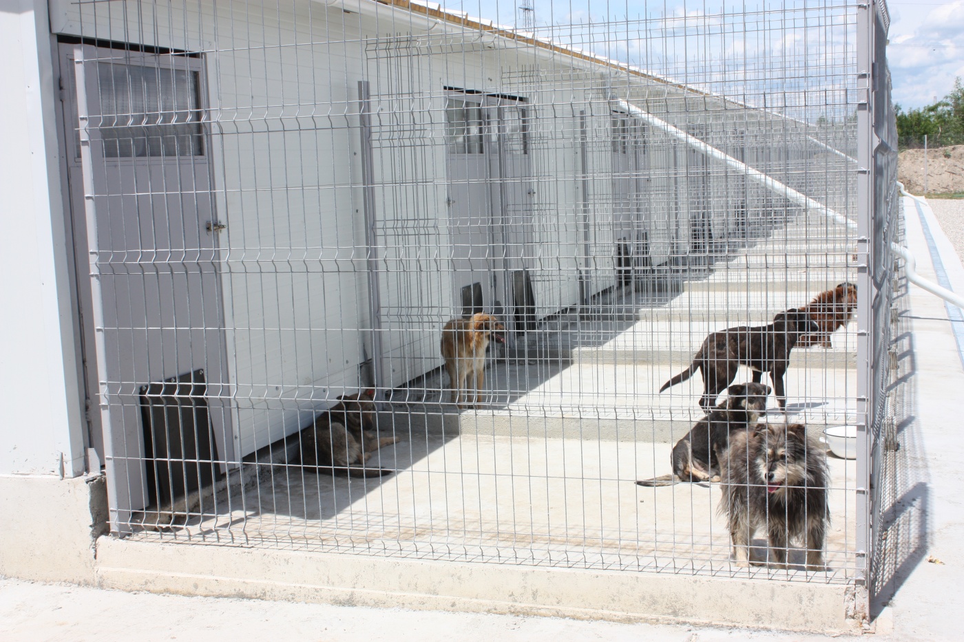 Salubritate Craiova marchează Ziua Internaţională a Animalelor fără Stăpân: Adoptă un căţel de ...