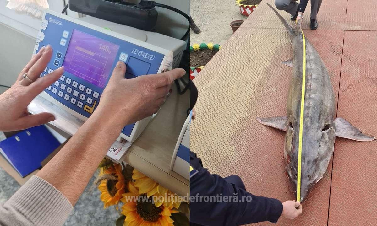 Morun de peste 140 de kg, prins de braconieri, recuperat de poliţiştii ...