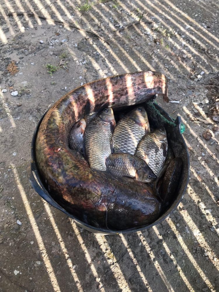 Braconaj piscicol la Bratovoeşti, în lacul “Geormane” | Cuvântul Libertăţii