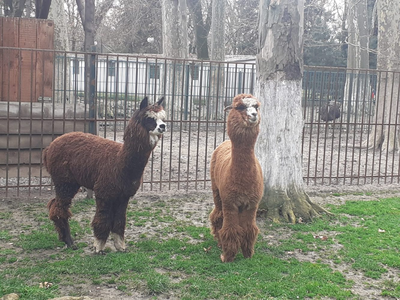 ZOO Craiova și-a mărit familia cu două animale Alpaca | Cuvântul Libertăţii