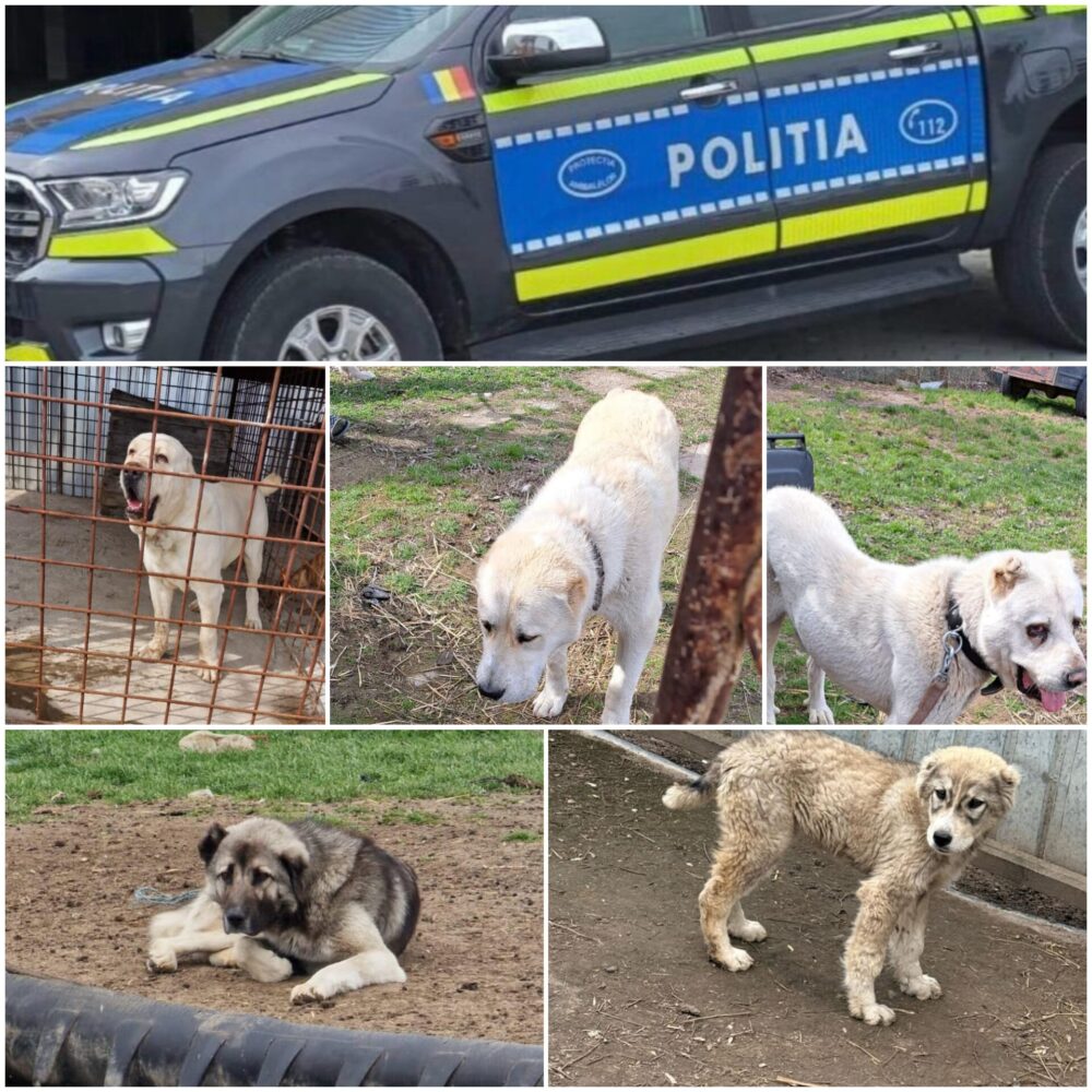 Câini cu urechi și cozi tăiate, pregătiți pentru a fi vânduți ...